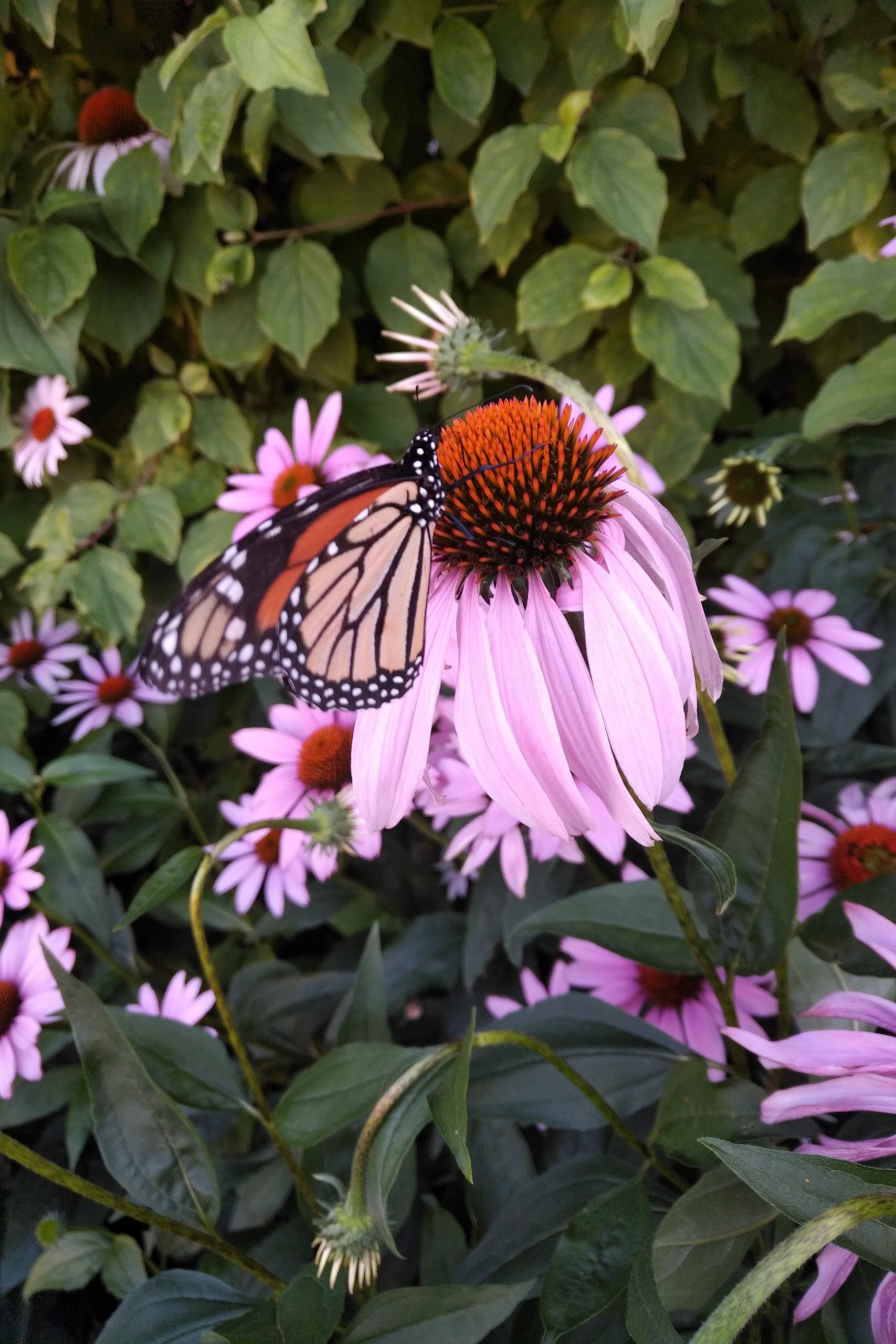 O Chrysalid Monarch